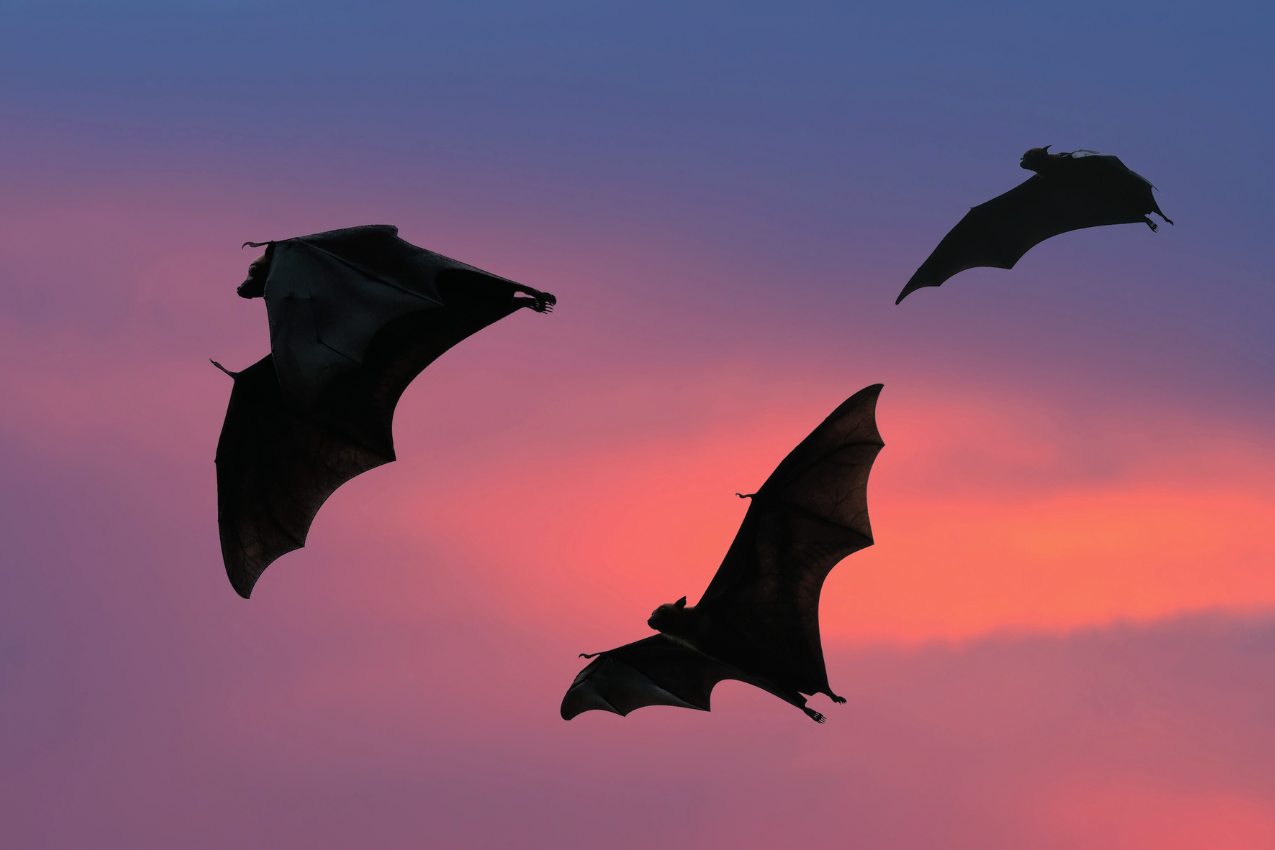 Bat Species in South Africa - SMARTSENZ®